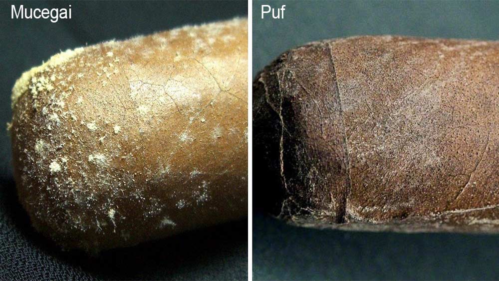 Diferenta dintre puf si mucegai la trabucuri | Trabuc.ro